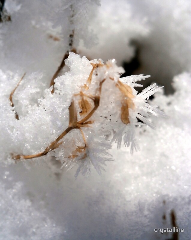 "Icicle flowers" by crystalline | Redbubble