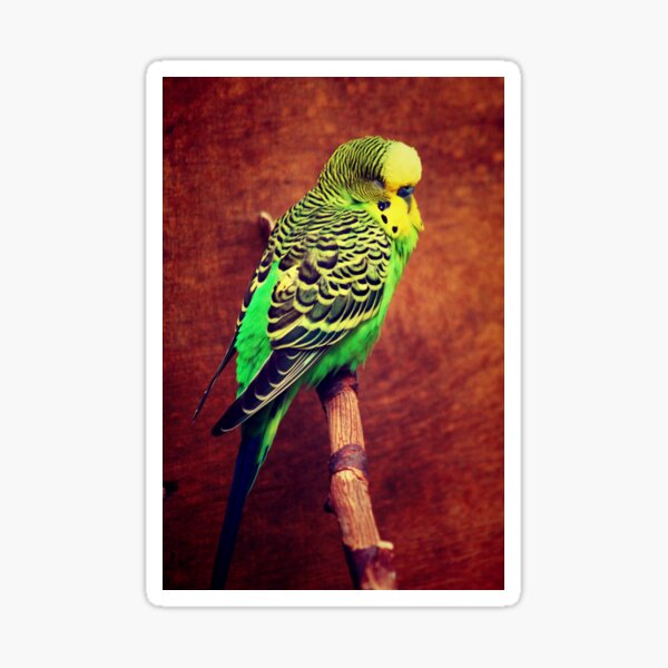 "Budgie" Sticker by Sven19864 | Redbubble
