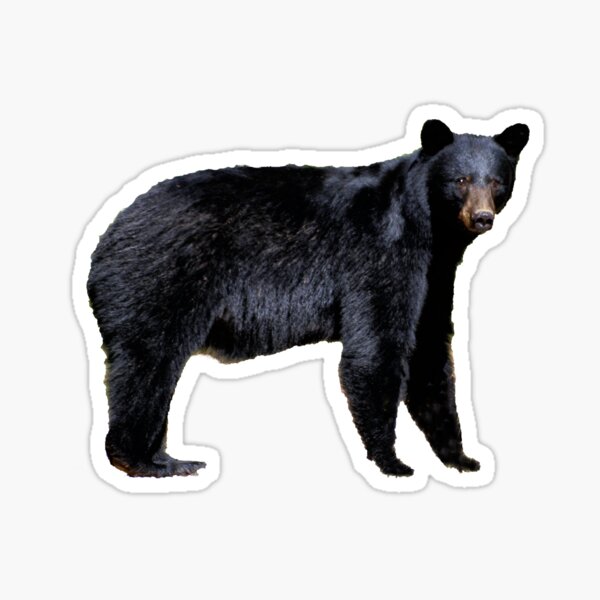 "Black Bear" Sticker by kdxweaver | Redbubble