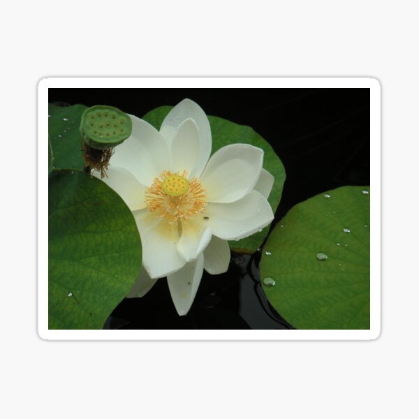 "White Lilly" Sticker by CreativeBean101 | Redbubble