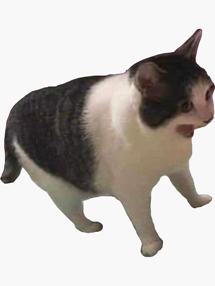Pegatina «gato gritando meme» de hollygeorge22 | Redbubble