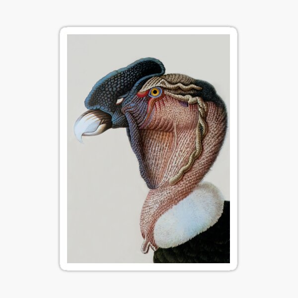 "Andean Condor (Vultur gryphus) Painting" Sticker for Sale by ...