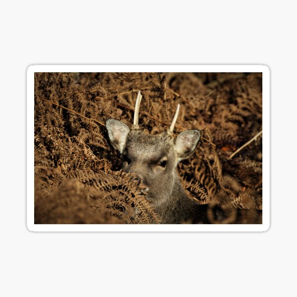 "Sika Deer" Sticker for Sale by Chrismoss | Redbubble