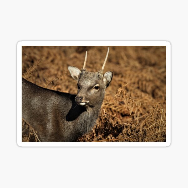 "Sika Deer" Sticker for Sale by Chrismoss | Redbubble