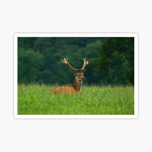 Barasingha Gifts & Merchandise | Redbubble