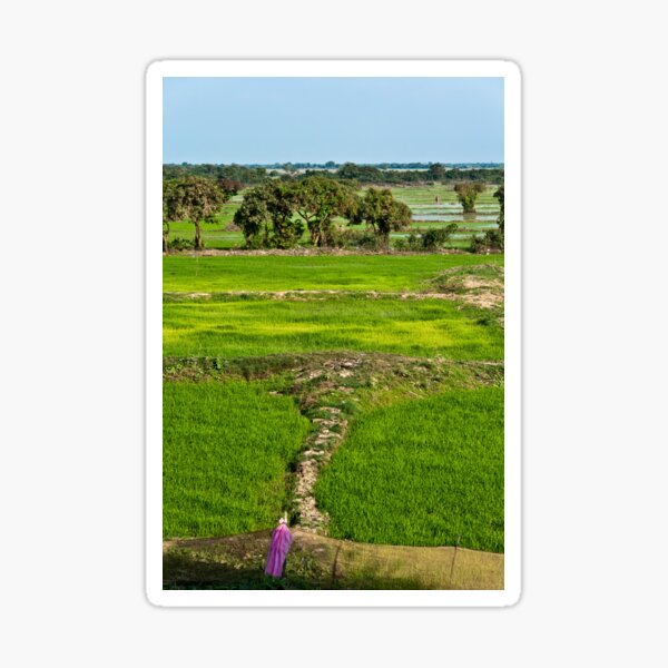 "The Rice Terraces of Angkor, Cambodia" Sticker for Sale by Lieyim ...