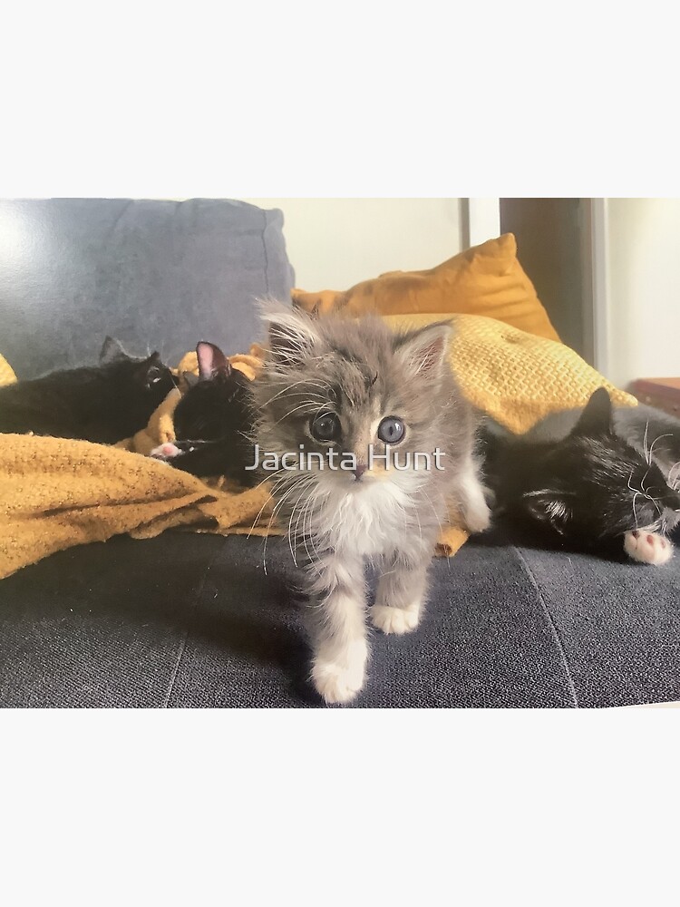 "Half ragdoll kitten by suzannebeasley" Art Print by Resdfg1234 | Redbubble