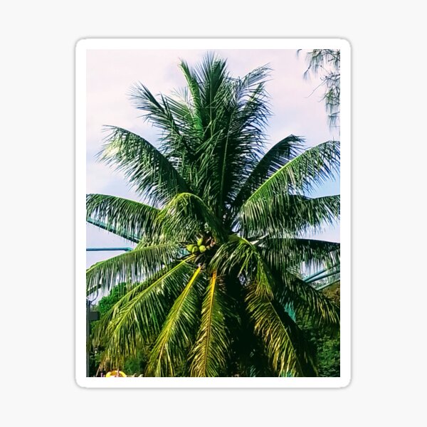 "GUAM, COCONUT TREE, FMG6966" Sticker for Sale by FMG6966 | Redbubble