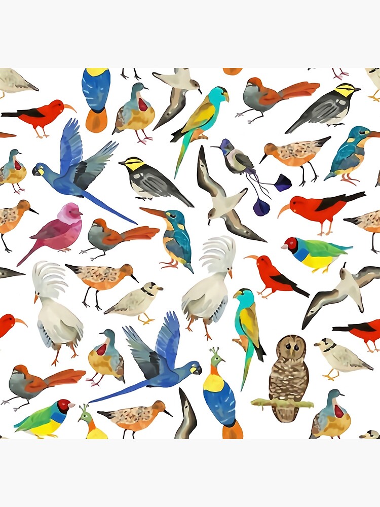 "Colorful Bird Types" Poster for Sale by SweetPea49 | Redbubble