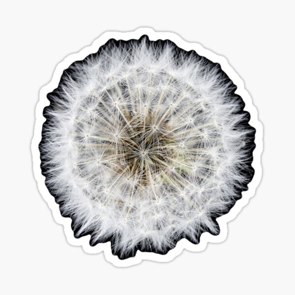 "Dandelion Photograph" Sticker for Sale by msolemsli | Redbubble