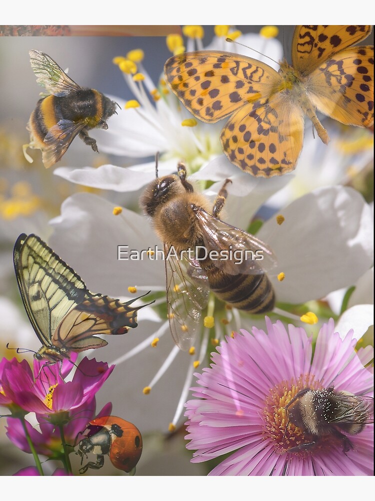Póster «Collage de fotos digitales Diseño de abejas y mariposas» de ...