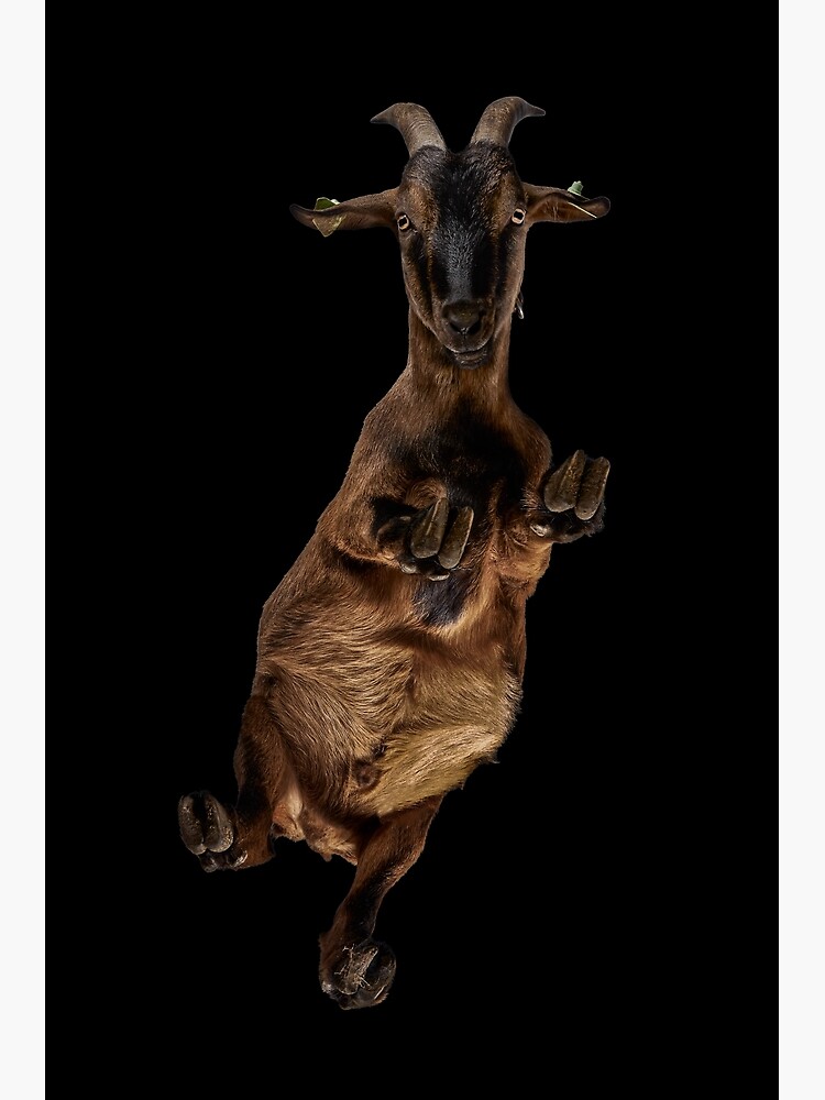 "goat upside down" Poster by muppeschnuff | Redbubble