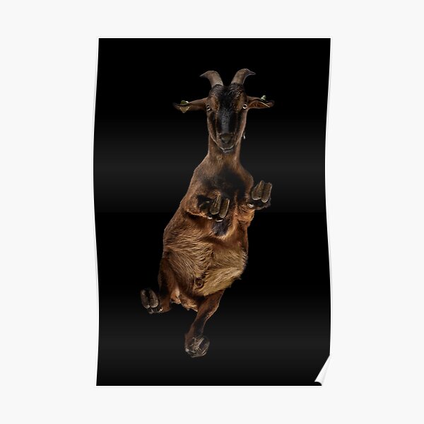 "goat upside down" Poster by muppeschnuff | Redbubble