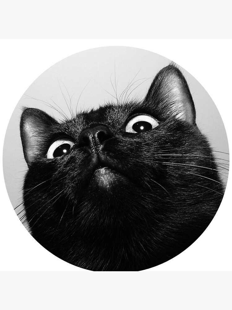 "cat pfp " Poster for Sale by Anothertryrb | Redbubble