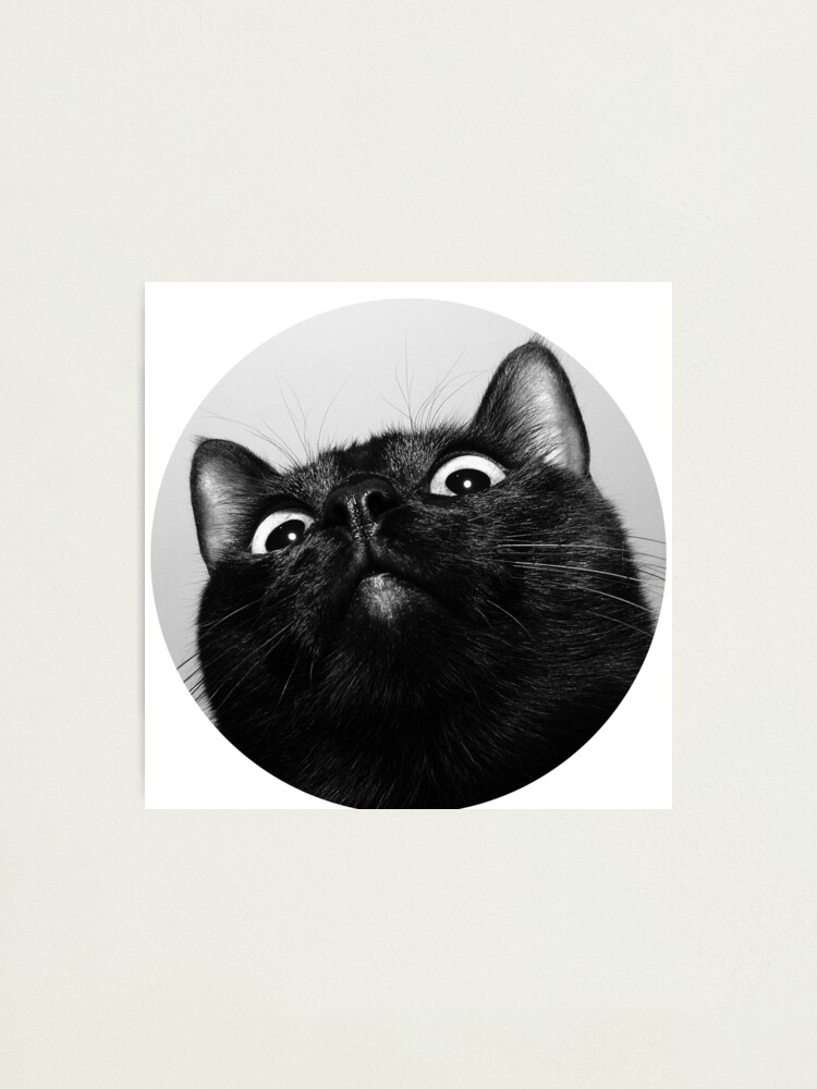 "cat pfp " Photographic Print for Sale by Anothertryrb | Redbubble