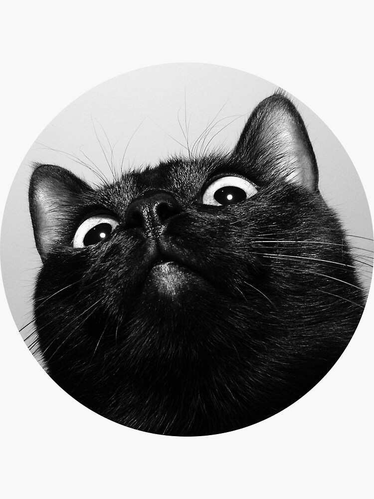 "cat pfp " Sticker for Sale by Anothertryrb | Redbubble