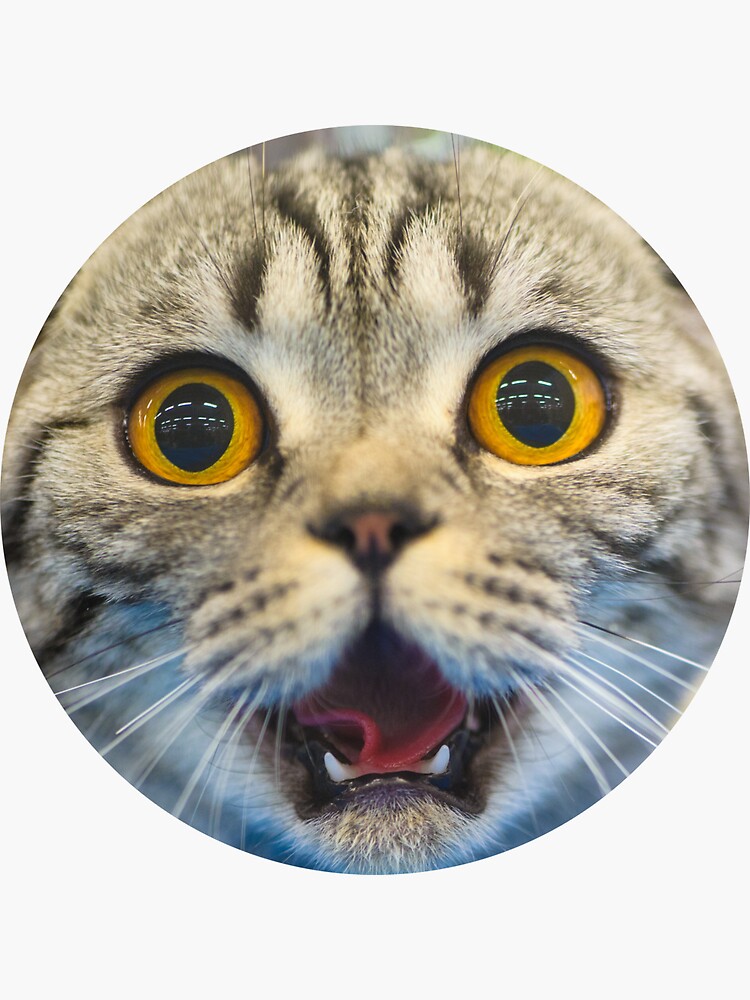 "cat pfp shocked" Sticker for Sale by Anothertryrb | Redbubble