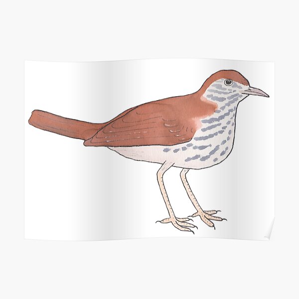 "Wood Thrush wild bird species art" Poster by TheWaterBirds | Redbubble