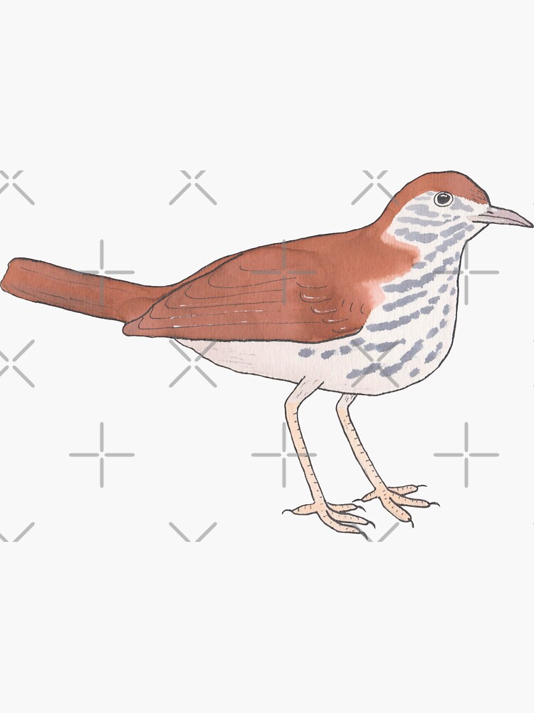 "Wood Thrush wild bird species art" Sticker for Sale by TheWaterBirds ...
