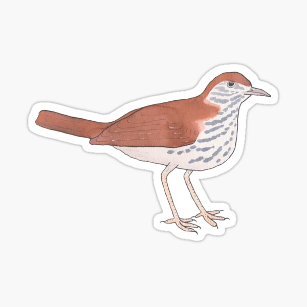 "Wood Thrush wild bird species art" Sticker for Sale by TheWaterBirds ...