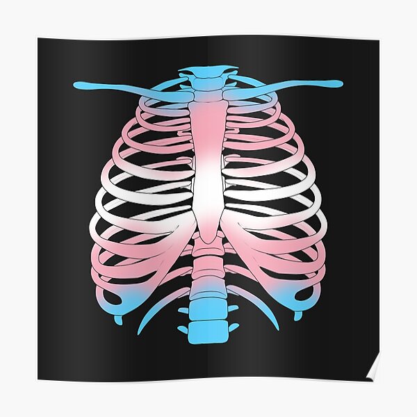"Trans Pride Skeleton Ribcage" Poster for Sale by spadesir | Redbubble