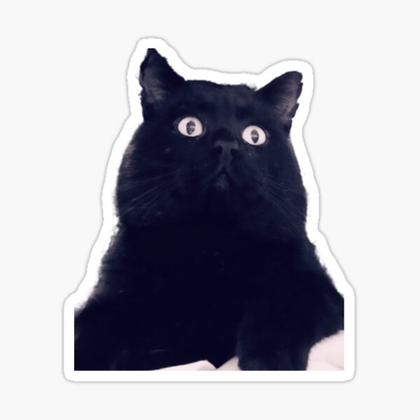 "A shocked cat meme" Sticker for Sale by Anamunn | Redbubble