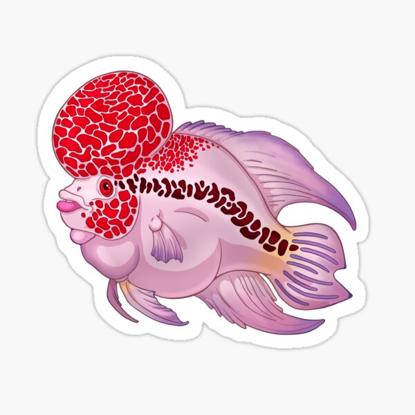 "Fishkeeping fanatic - Flowerhorn fish" Sticker by Puddmuppy | Redbubble