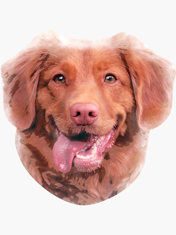 "Nova Scotia Duck Tolling Retriever Watercolour Sticker" Sticker for ...