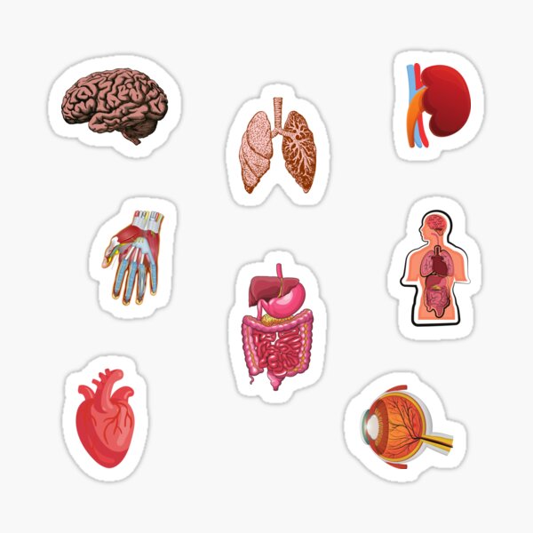 "Human Anatomy and Internal Organs" Sticker for Sale by silviaol ...
