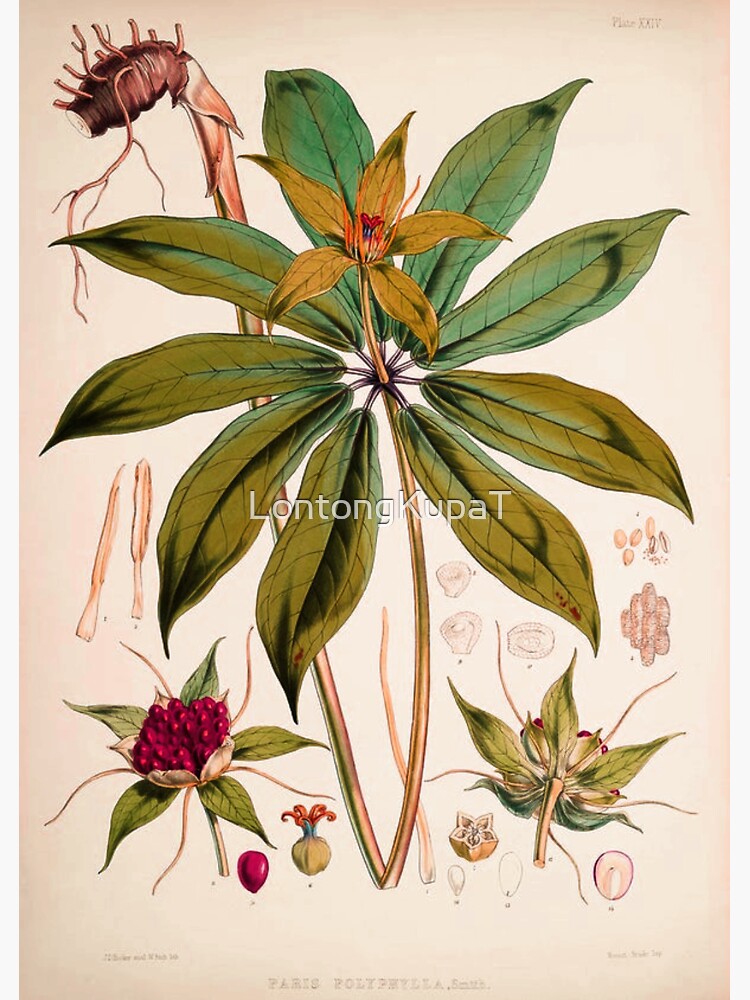 "Paris Polyphilia" Sticker for Sale by LontongKupaT | Redbubble