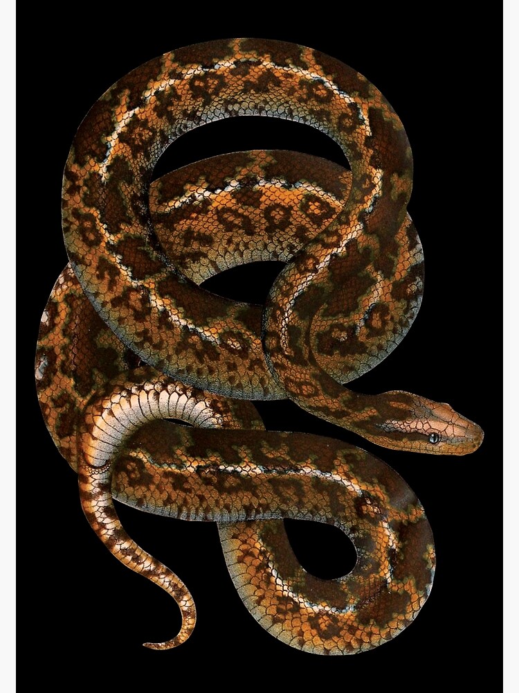 "Vintage Snake Illustration | Atrophis Tigris | Die Indische Stern ...