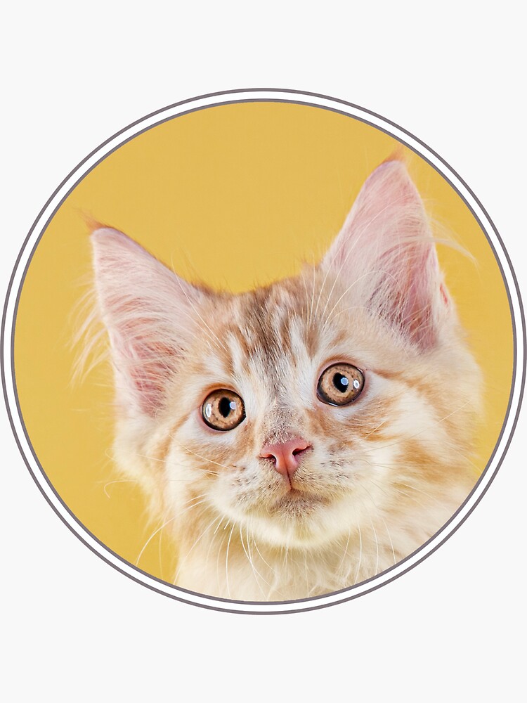"Sadsac Designs - Maine Coon Kitten" Sticker by SadSacDesigns | Redbubble