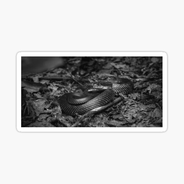 "black white snake photo" Sticker for Sale by TwistedTentacle | Redbubble