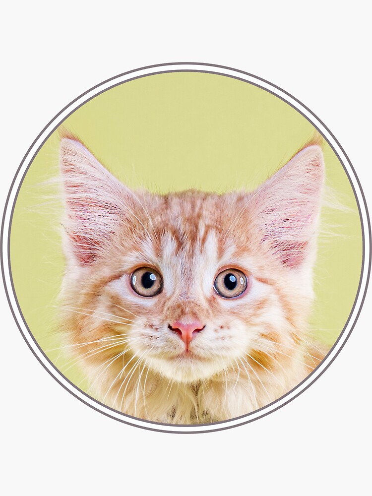 "Sadsac Designs - Maine Coon Kitten" Sticker by SadSacDesigns | Redbubble