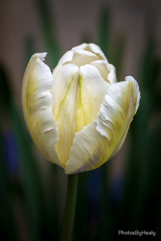 "Pale yellow tulip" by PhotosByHealy | Redbubble