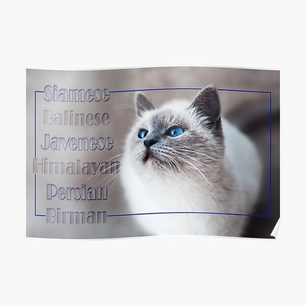 Póster «Razas de gatos de ojos azules | Camisetas De Gato Online» de teescreatives | Redbubble