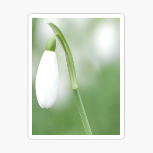 Snowdrop “" Sticker for Sale by Virtualrich | Redbubble
