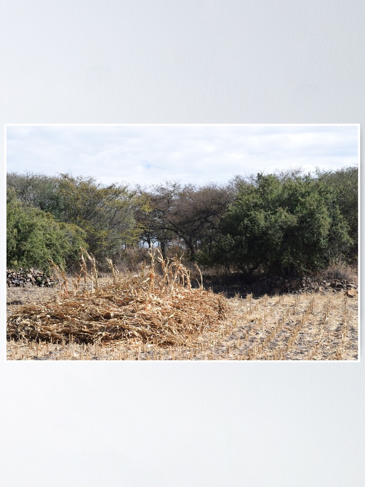 "Crops Field and Trees" Poster for Sale by Emi-L | Redbubble