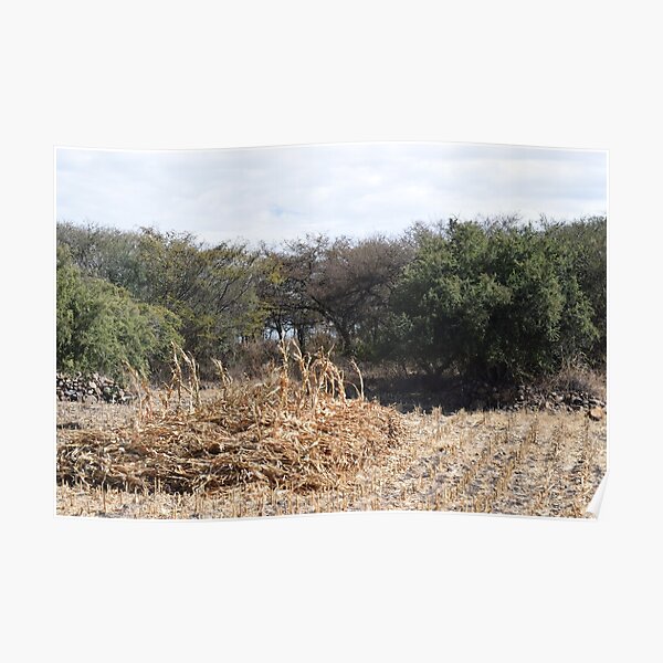 "Crops Field and Trees" Poster for Sale by Emi-L | Redbubble