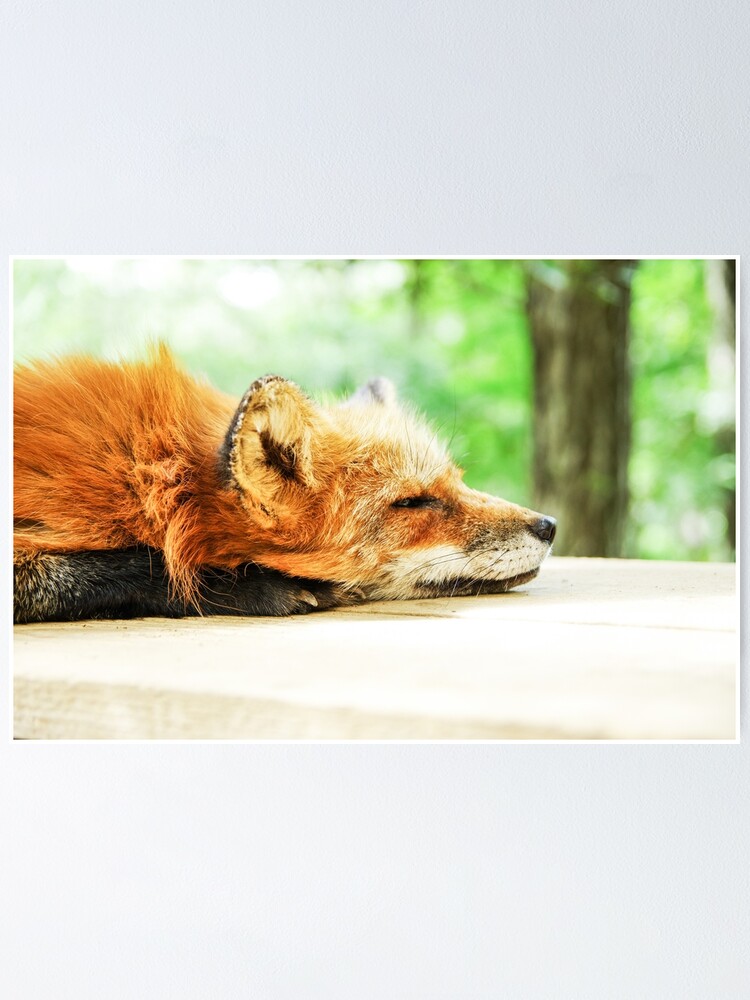 "Resting and Relaxing Sleeping fox" Poster for Sale by cameronka1 ...