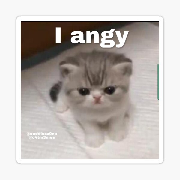 "angry cat meme " Sticker for Sale by cuddlesz0ne | Redbubble