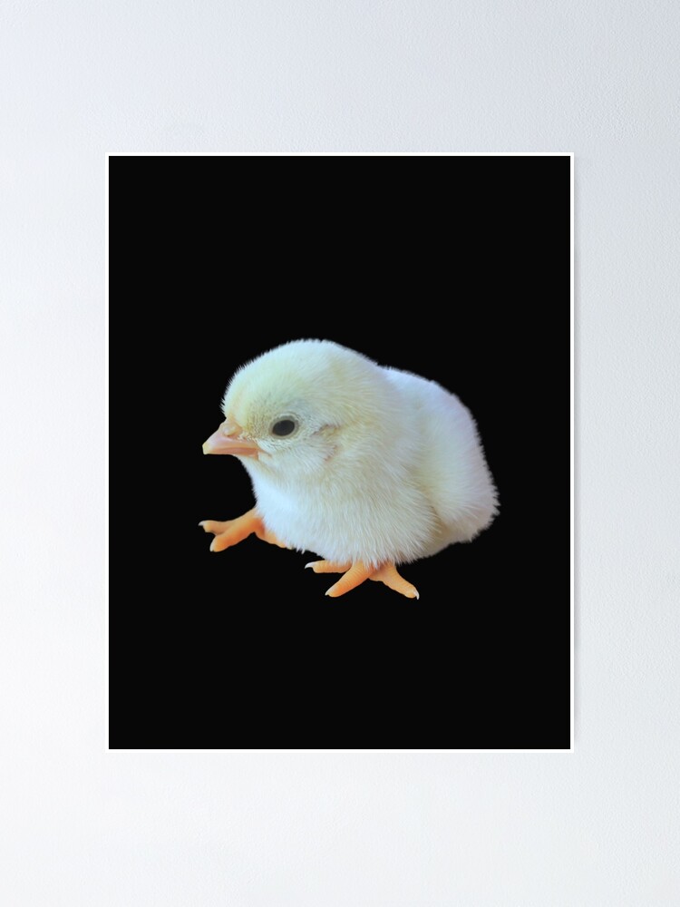 "Baby Chick" Poster for Sale by PinkWalls1990 | Redbubble
