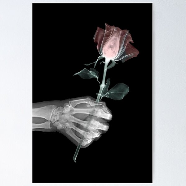 "X-Ray Hand holding a Rose" Poster for Sale by Tree45 | Redbubble
