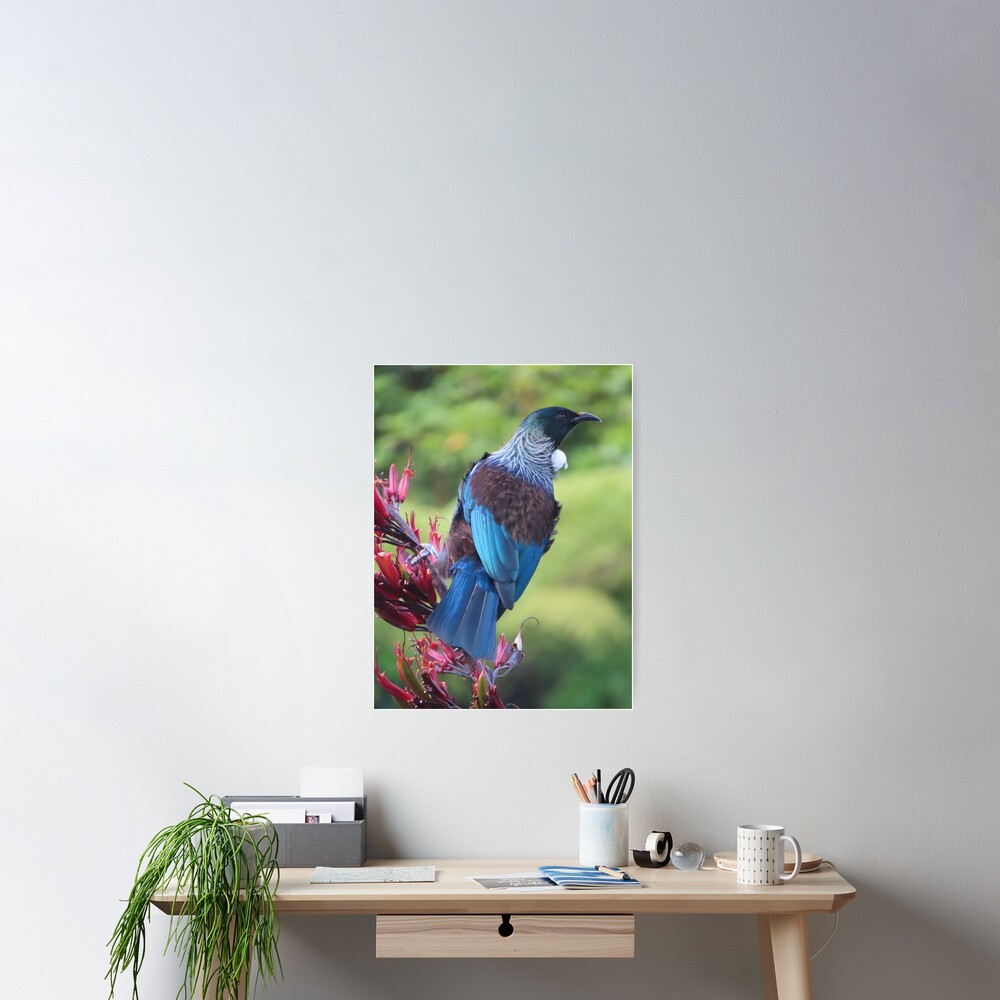 "Stunning New Zealand Tui Bird" Poster for Sale by CharlieHawes | Redbubble