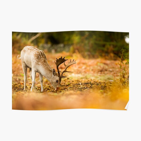 "Stag Eating" Poster by mikeyg2000 | Redbubble