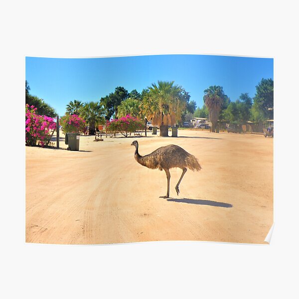"Emu walking freely in a tourist resort" Poster for Sale by twotwoart ...