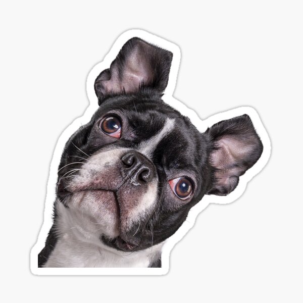 "Sadsac Designs - For the love of a Boston Terrier" Sticker for Sale by ...