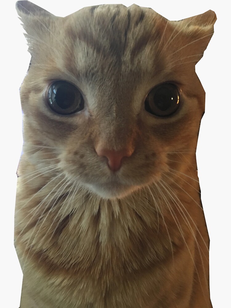 "Angry Cat with Airplane Ears" Sticker for Sale by kawaiicrossing ...