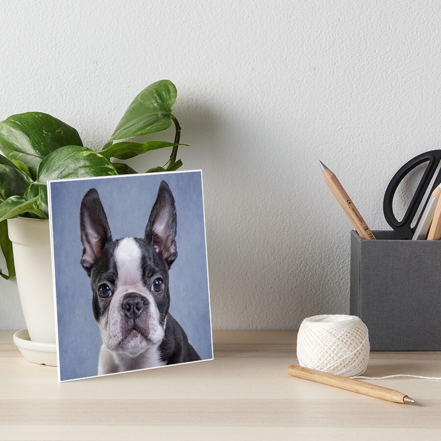 "Sadsac Designs - For the love of a Boston Terrier" Art Board Print for ...