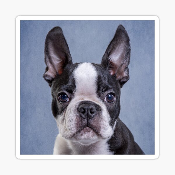 "Sadsac Designs - For the love of a Boston Terrier" Sticker for Sale by ...